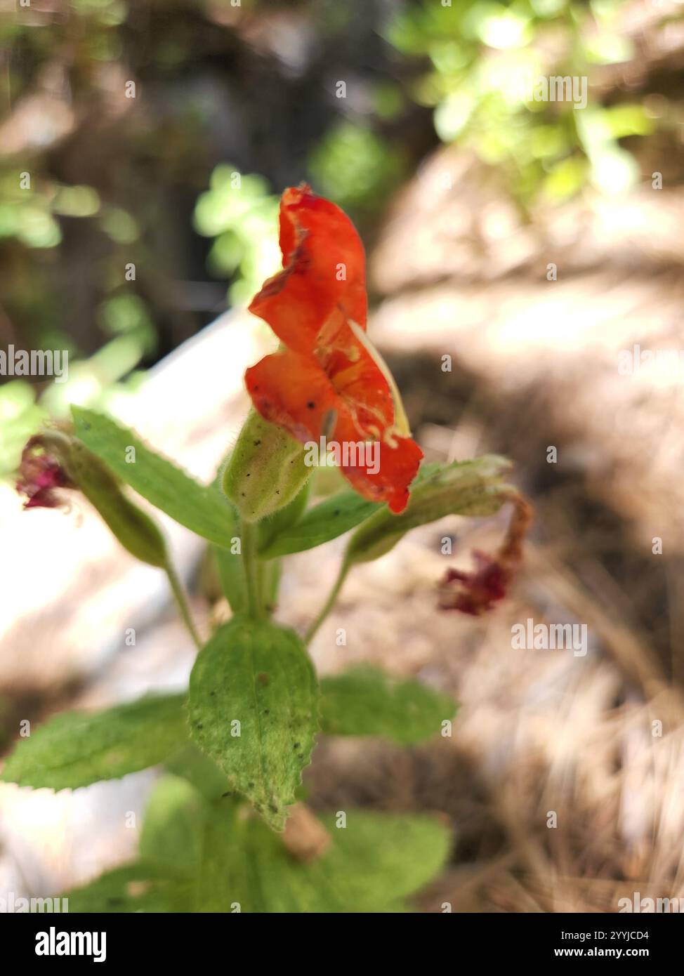 scarlet monkeyflower (Erythranthe cardinalis Stock Photo - Alamy