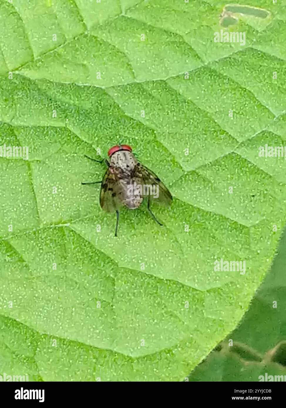 Muscoid flies hi-res stock photography and images - Alamy