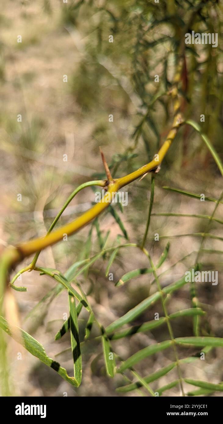 Eastern Honey Mesquite (Neltuma glandulosa glandulosa Stock Photo - Alamy