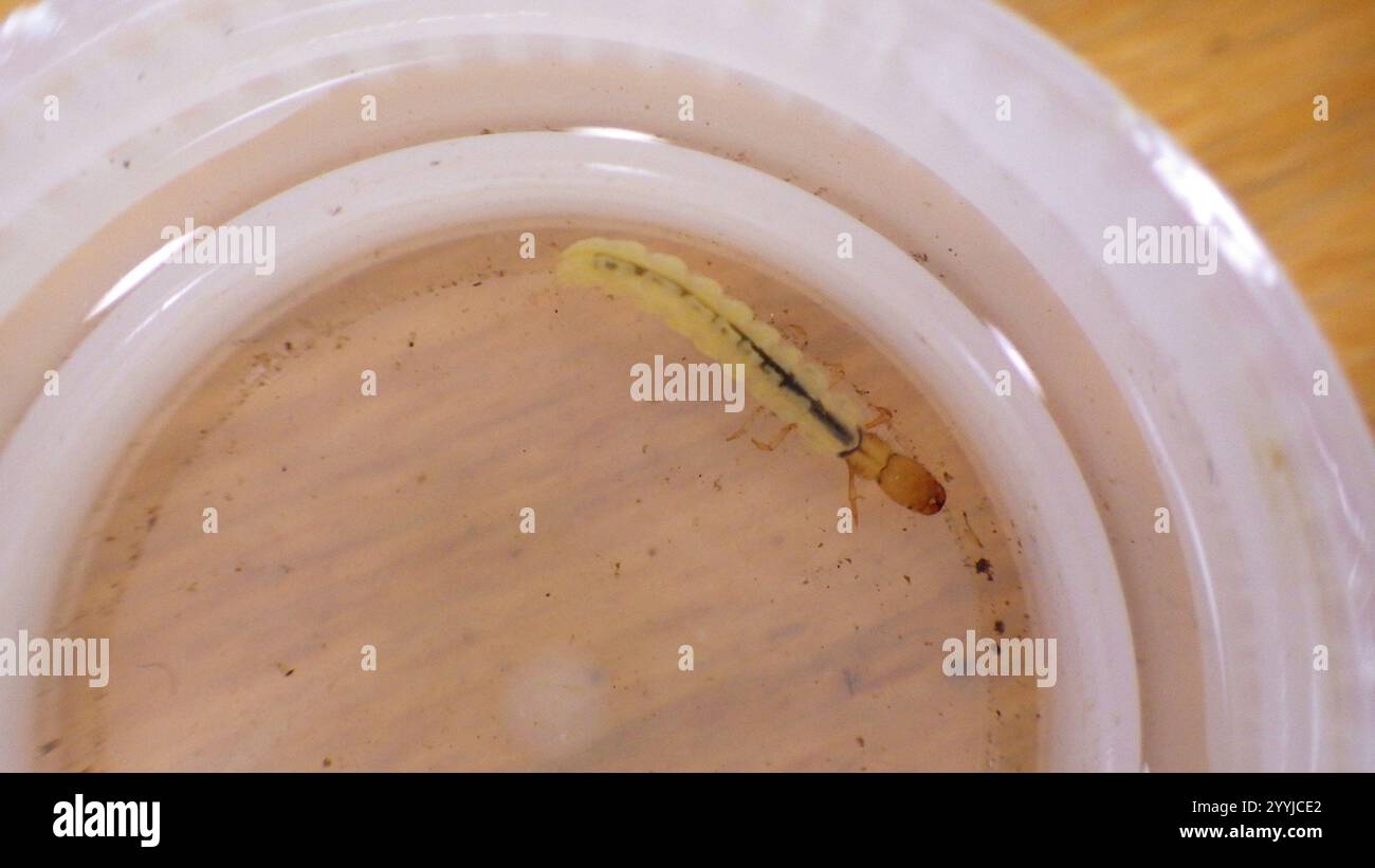 Little Black Caddisflies (Chimarra Stock Photo - Alamy