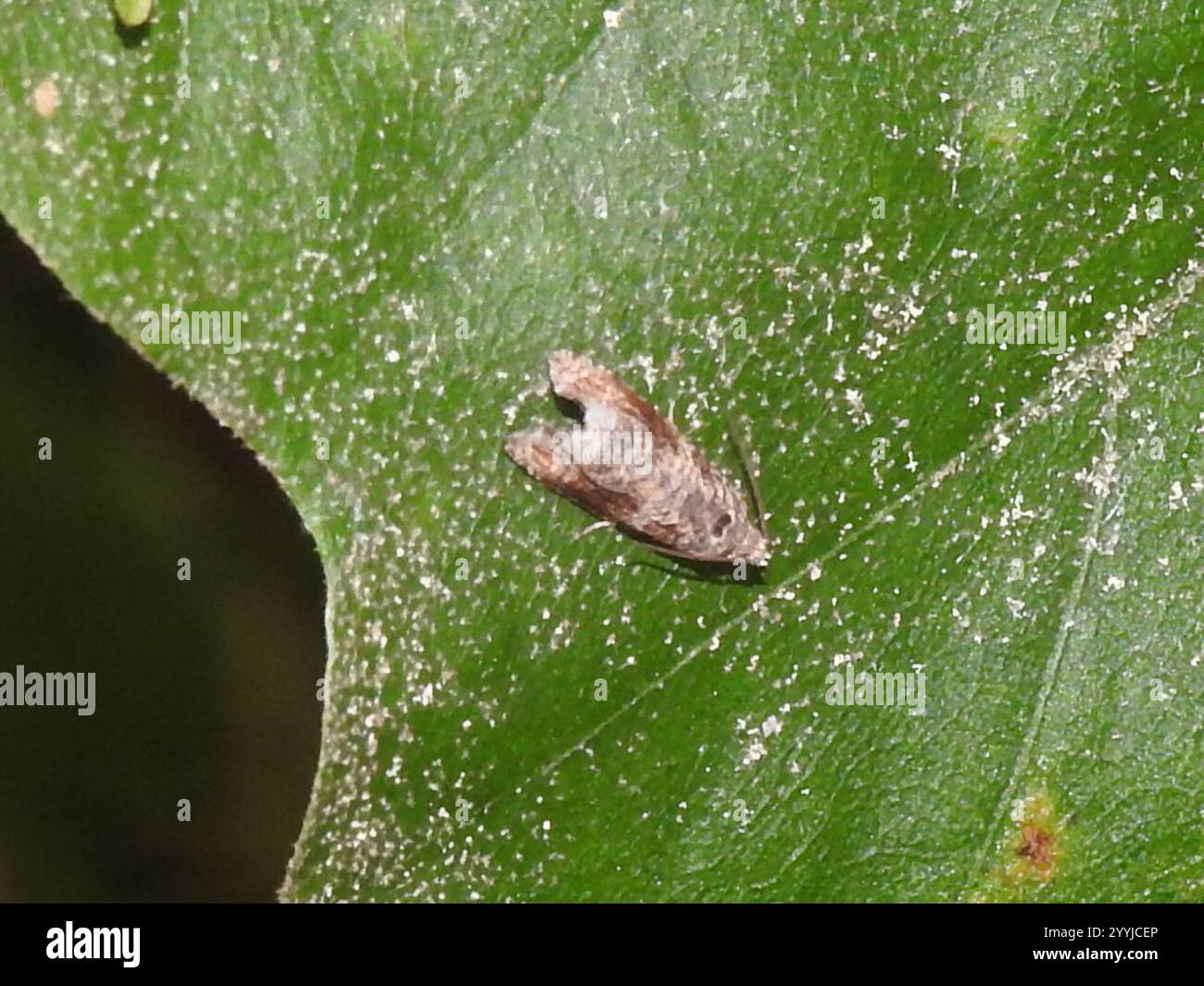 Cherry Fruitworm Moth (Aspila packardi Stock Photo - Alamy