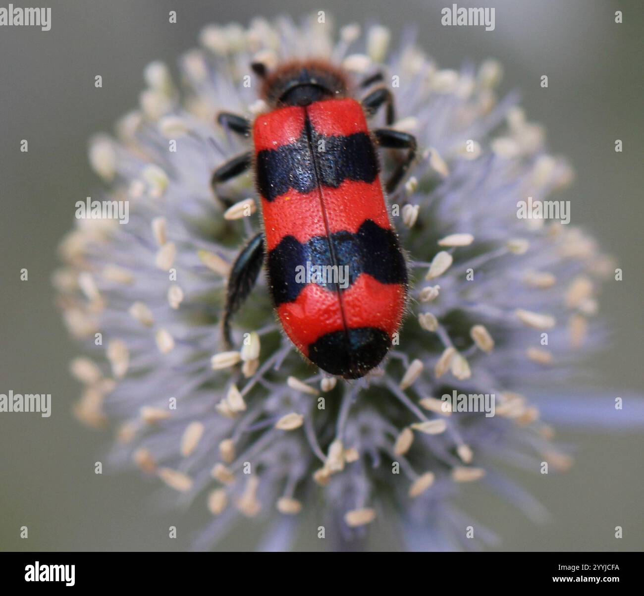 Bee-eating Beetle (Trichodes apiarius Stock Photo - Alamy