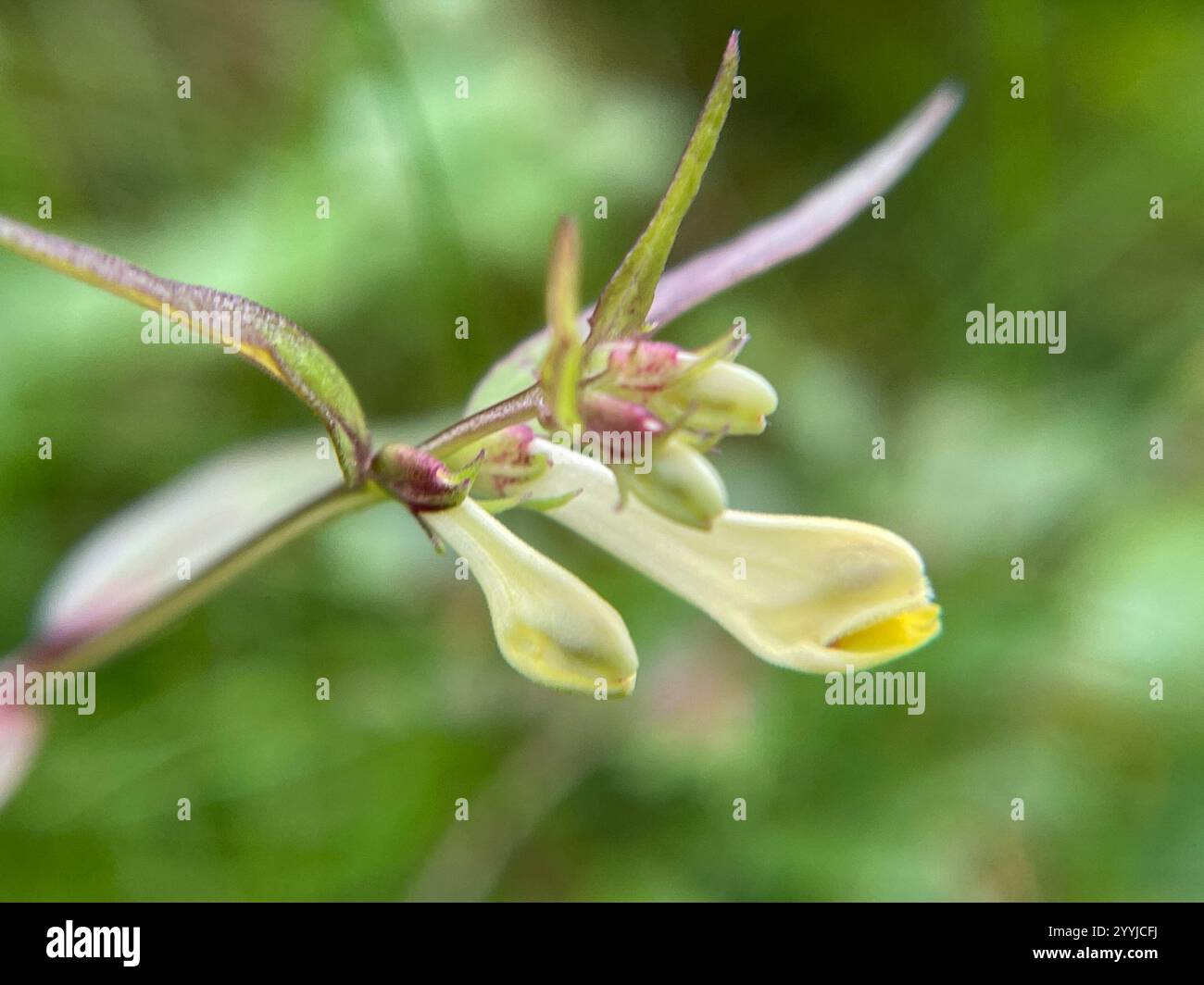 Common Cow-wheat (Melampyrum pratense Stock Photo - Alamy