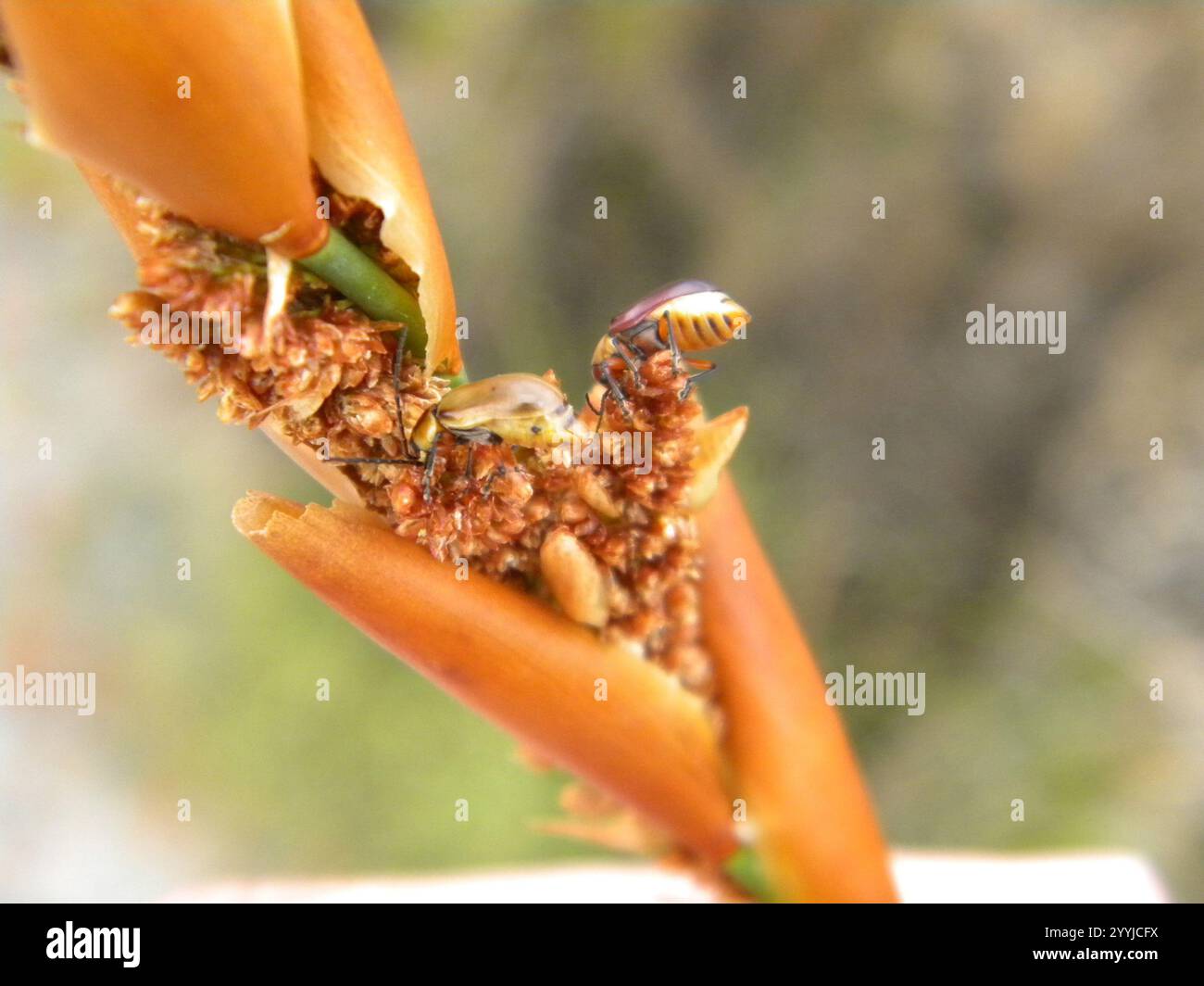 Swollen Restio Beetles (Pseudorupilia Stock Photo - Alamy