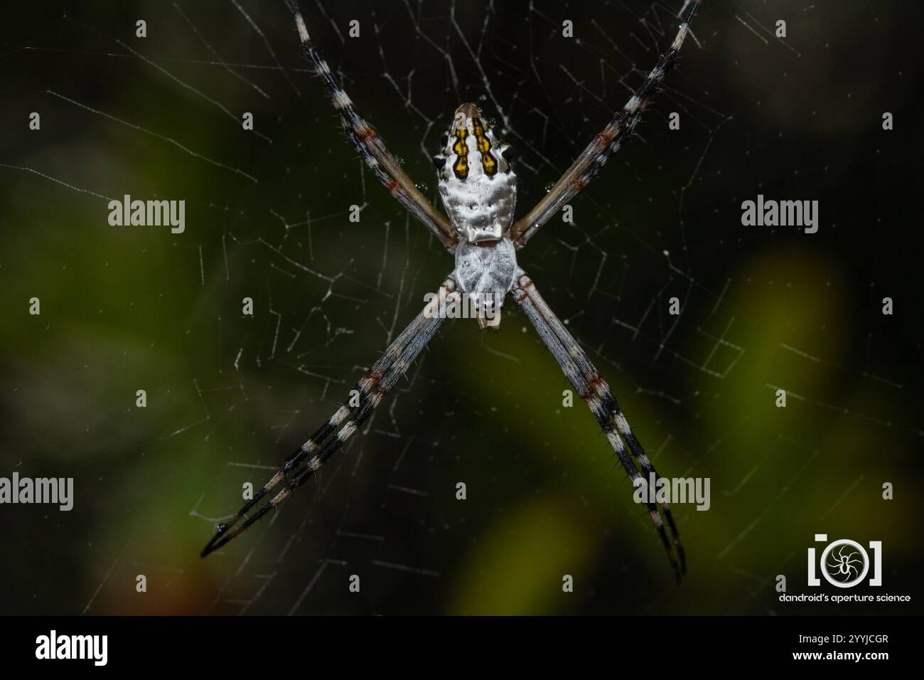 Florida Garden Spider (Argiope florida Stock Photo - Alamy