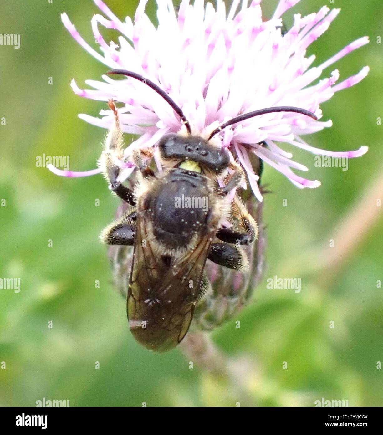 European Yellow Loosestrife Bee (Macropis europaea Stock Photo - Alamy