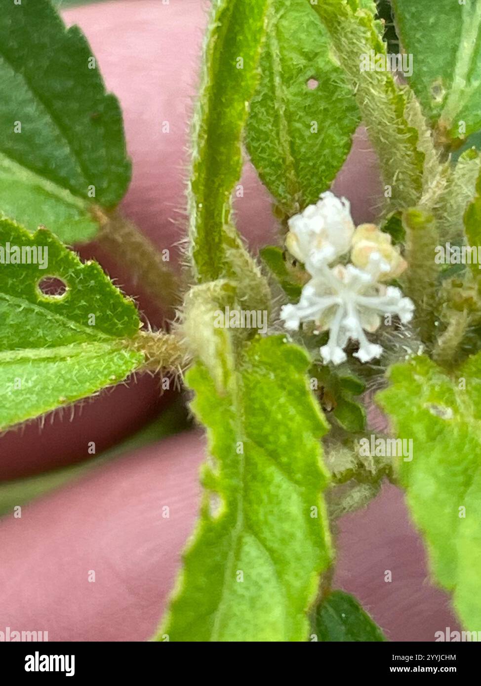 sand croton (Croton glandulosus septentrionalis Stock Photo - Alamy