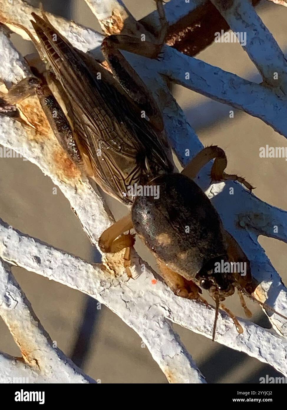 Southern Mole Cricket (Neoscapteriscus borellii Stock Photo - Alamy