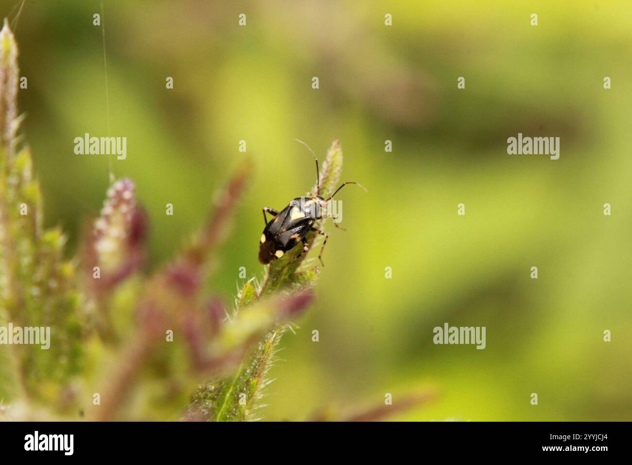Three spotted nettle bug hi-res stock photography and images - Alamy