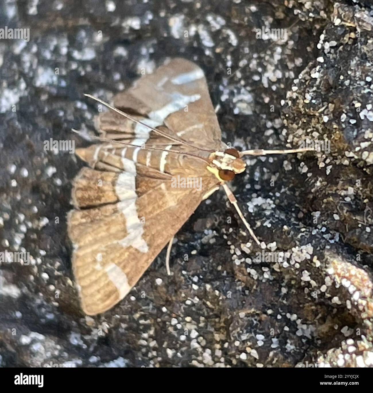 Hawaiian Beet Webworm Moth (Spoladea recurvalis Stock Photo - Alamy