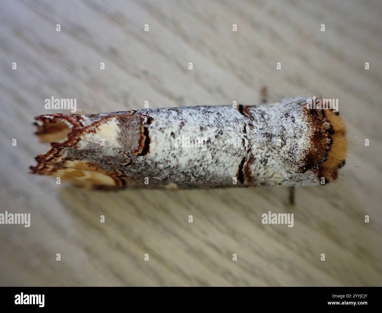 Buff-tip (Phalera bucephala Stock Photo - Alamy