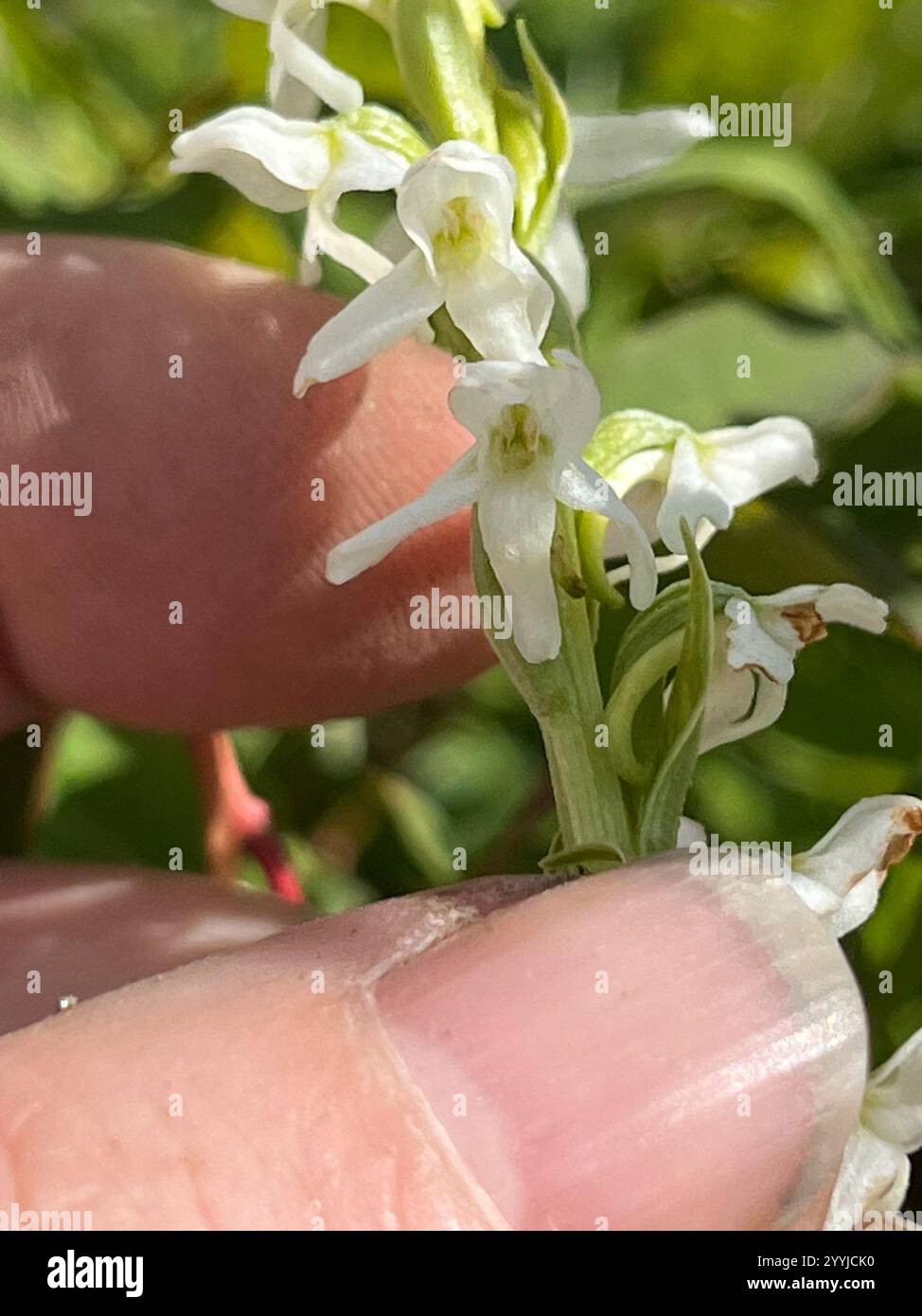 white bog orchid (Platanthera dilatata Stock Photo - Alamy