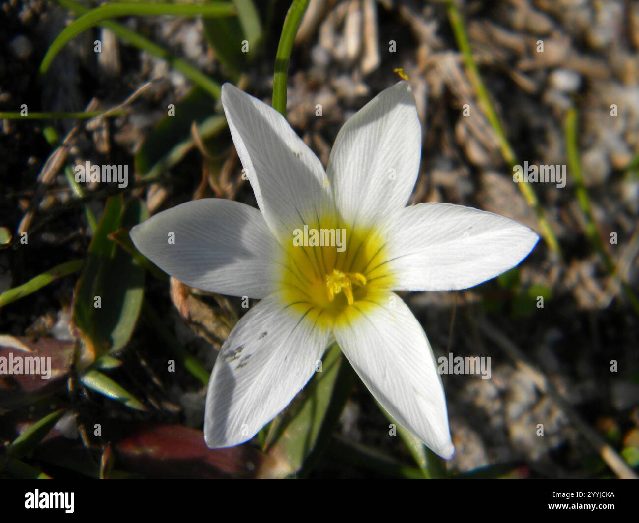 Greenbract Froetang (Romulea flava Stock Photo - Alamy