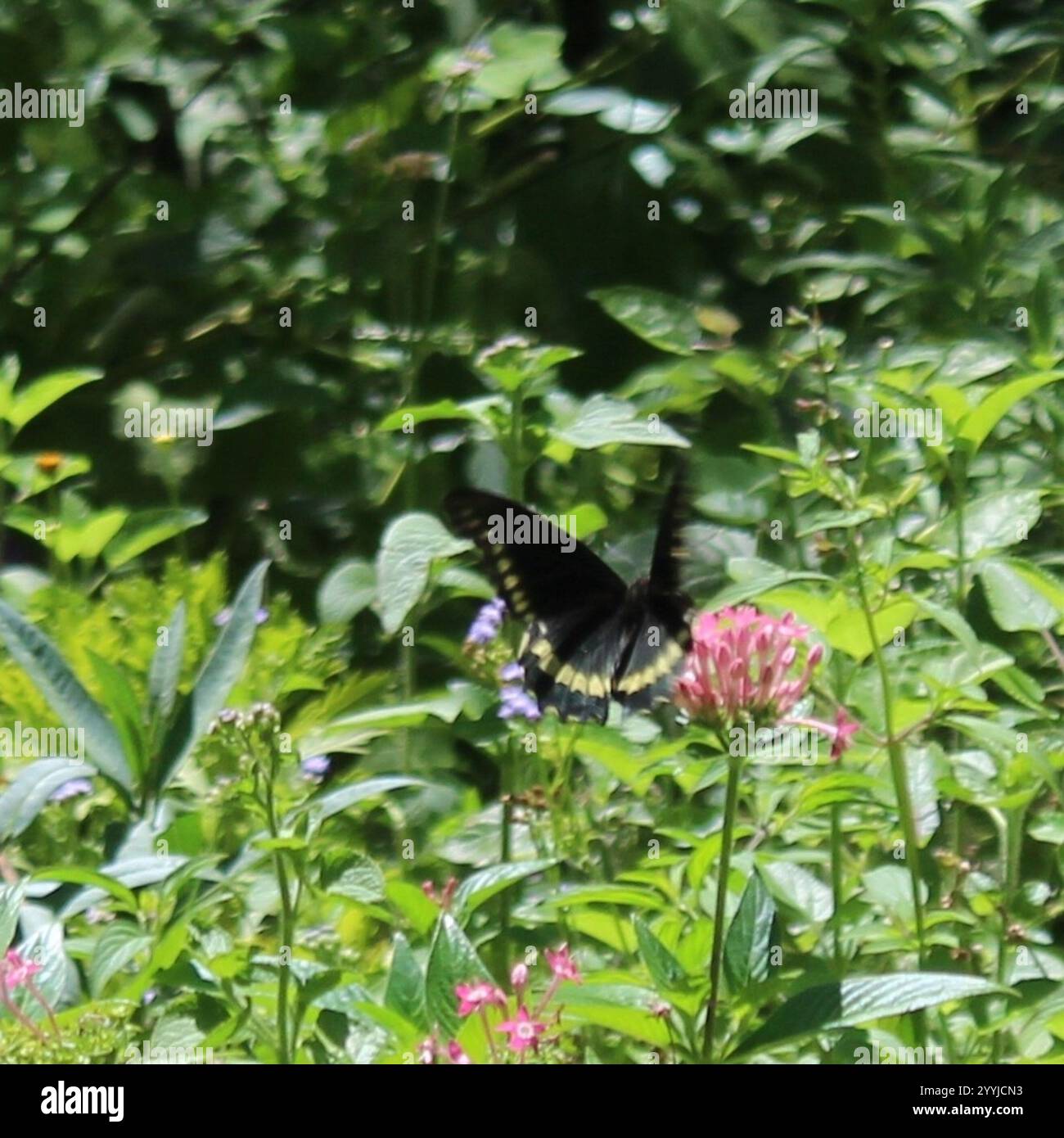 Polydamas Swallowtail (Battus polydamas Stock Photo - Alamy