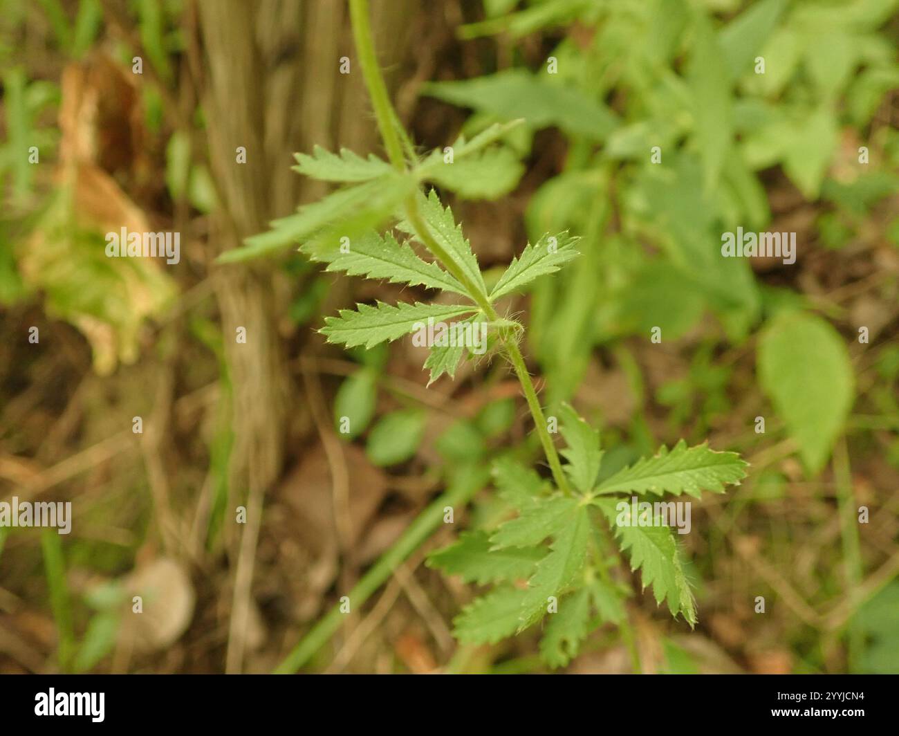 sulphur cinquefoil (Potentilla recta Stock Photo - Alamy