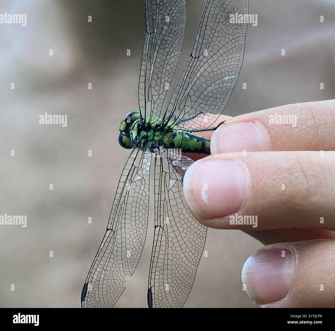Green snaketail (Ophiogomphus cecilia Stock Photo - Alamy