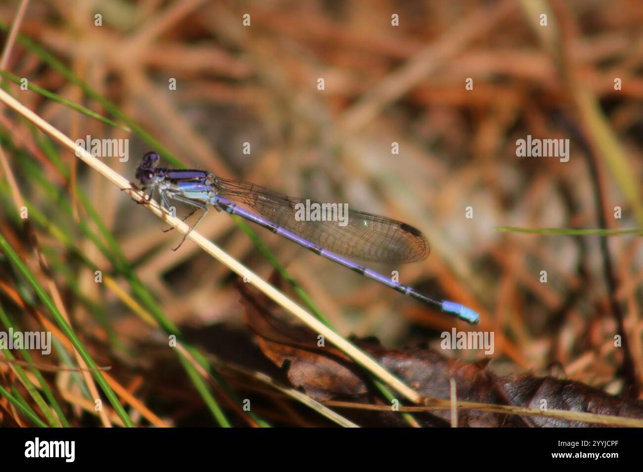 Variable Dancer (Argia fumipennis Stock Photo - Alamy