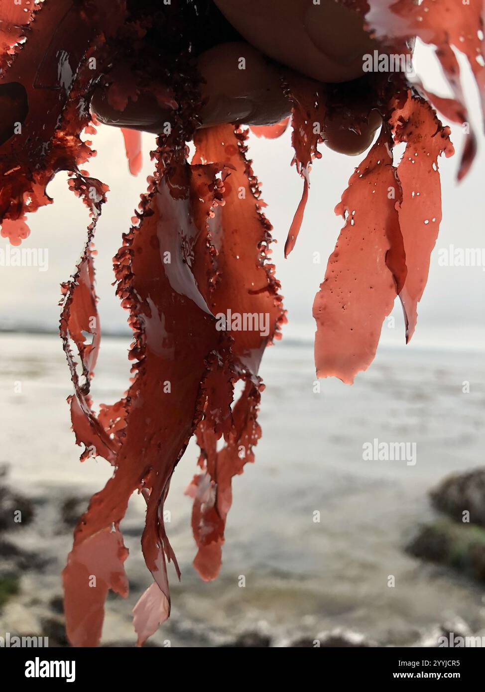 Grape Tongue (Cryptopleura ruprechtiana Stock Photo - Alamy