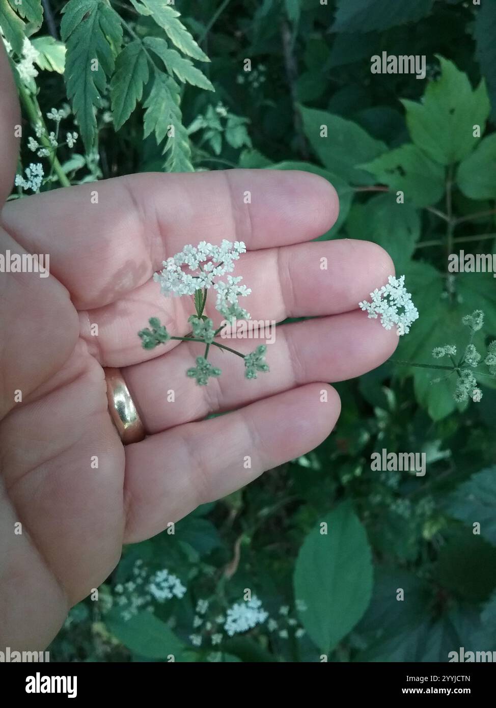 upright hedge-parsley (Torilis japonica Stock Photo - Alamy