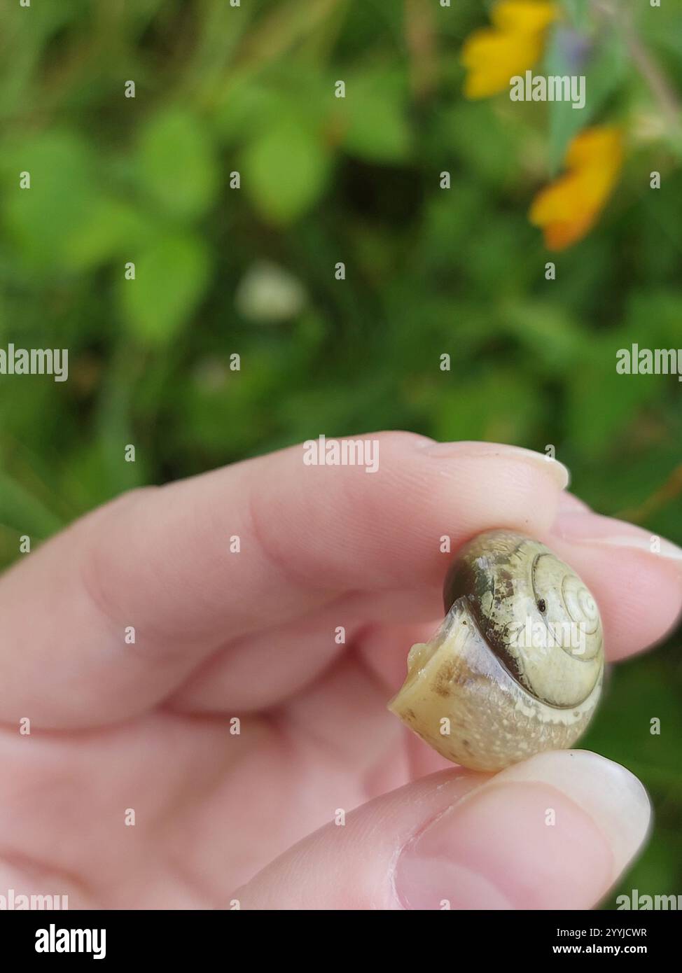 Bush snail (Fruticicola fruticum Stock Photo - Alamy