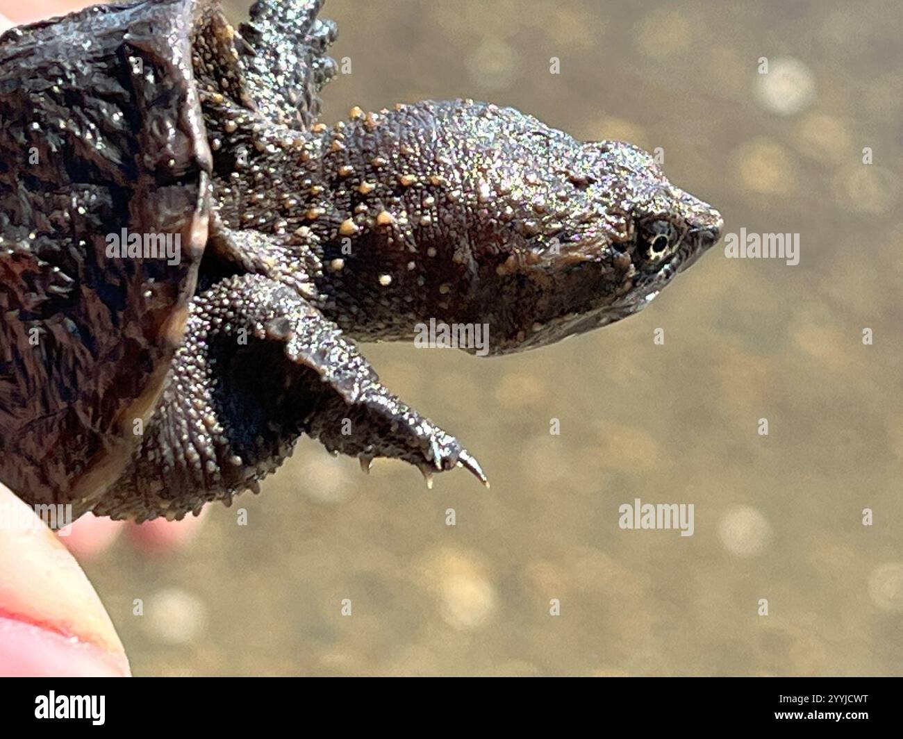 Common Snapping Turtle (Chelydra serpentina Stock Photo - Alamy