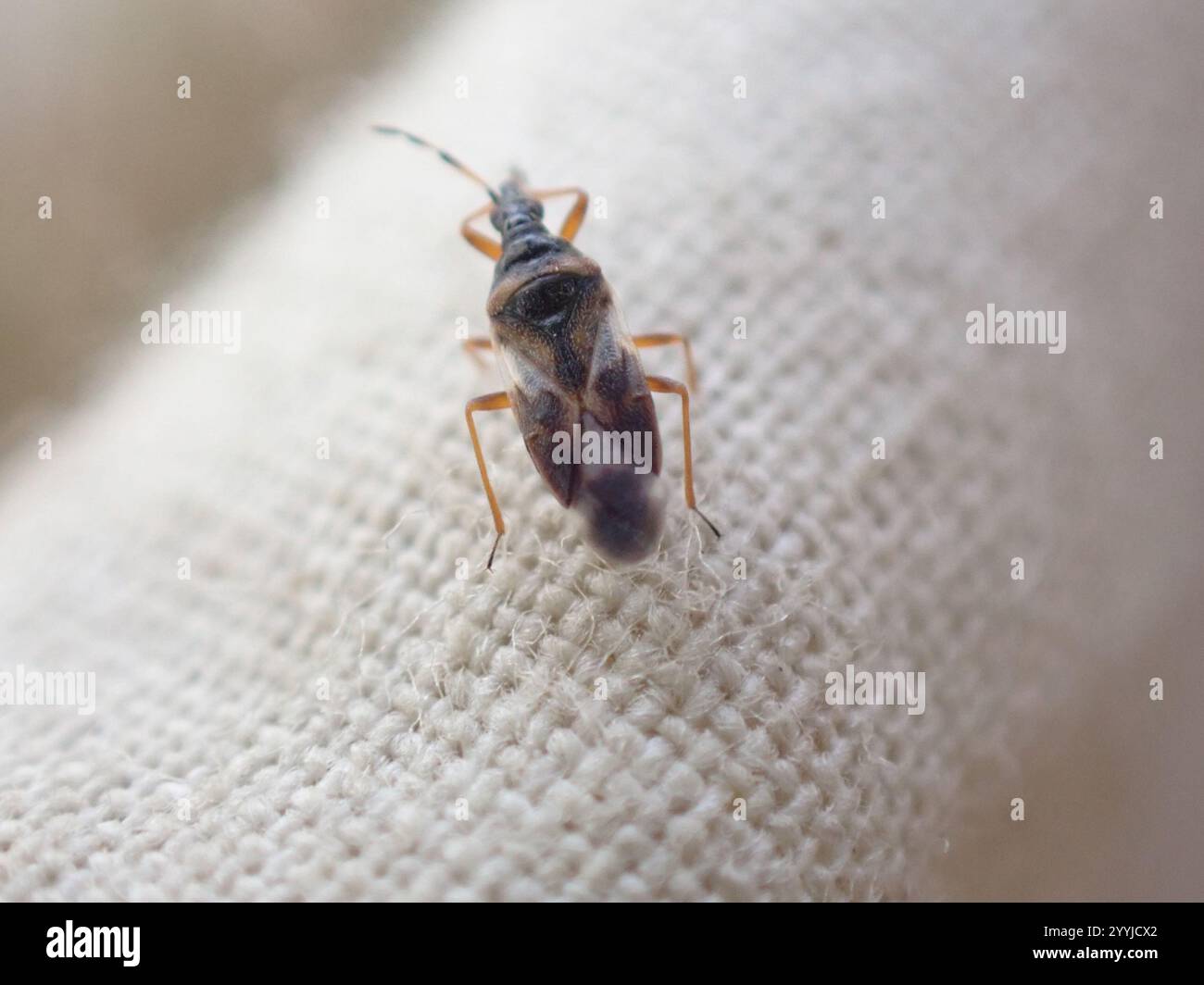Minute pirate bugs (Anthocoridae Stock Photo - Alamy