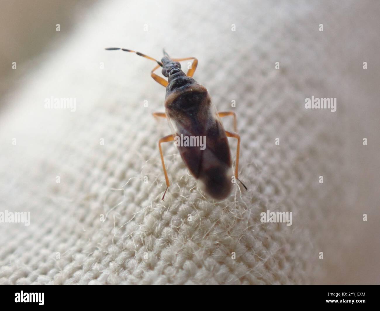 Minute pirate bugs (Anthocoridae Stock Photo - Alamy
