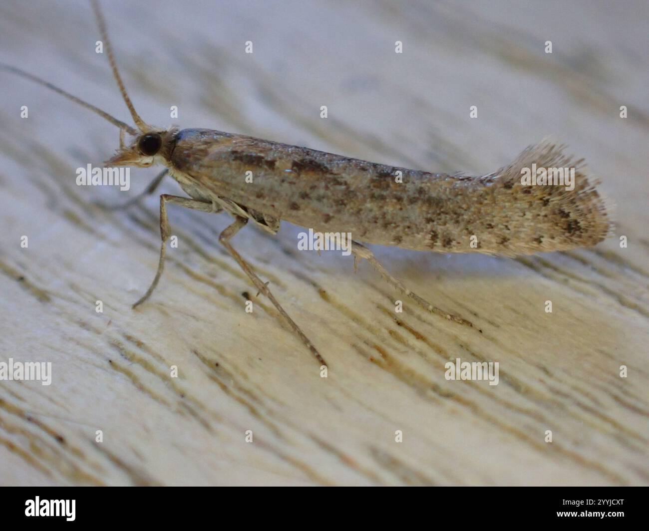 Diamondback Moth (Plutella xylostella Stock Photo - Alamy