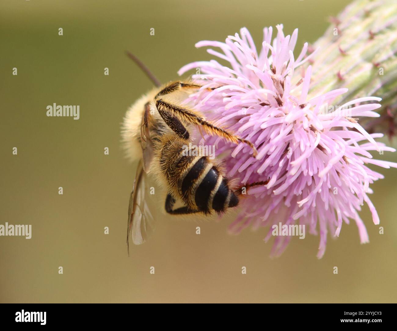 Pantaloon bees hi-res stock photography and images - Alamy