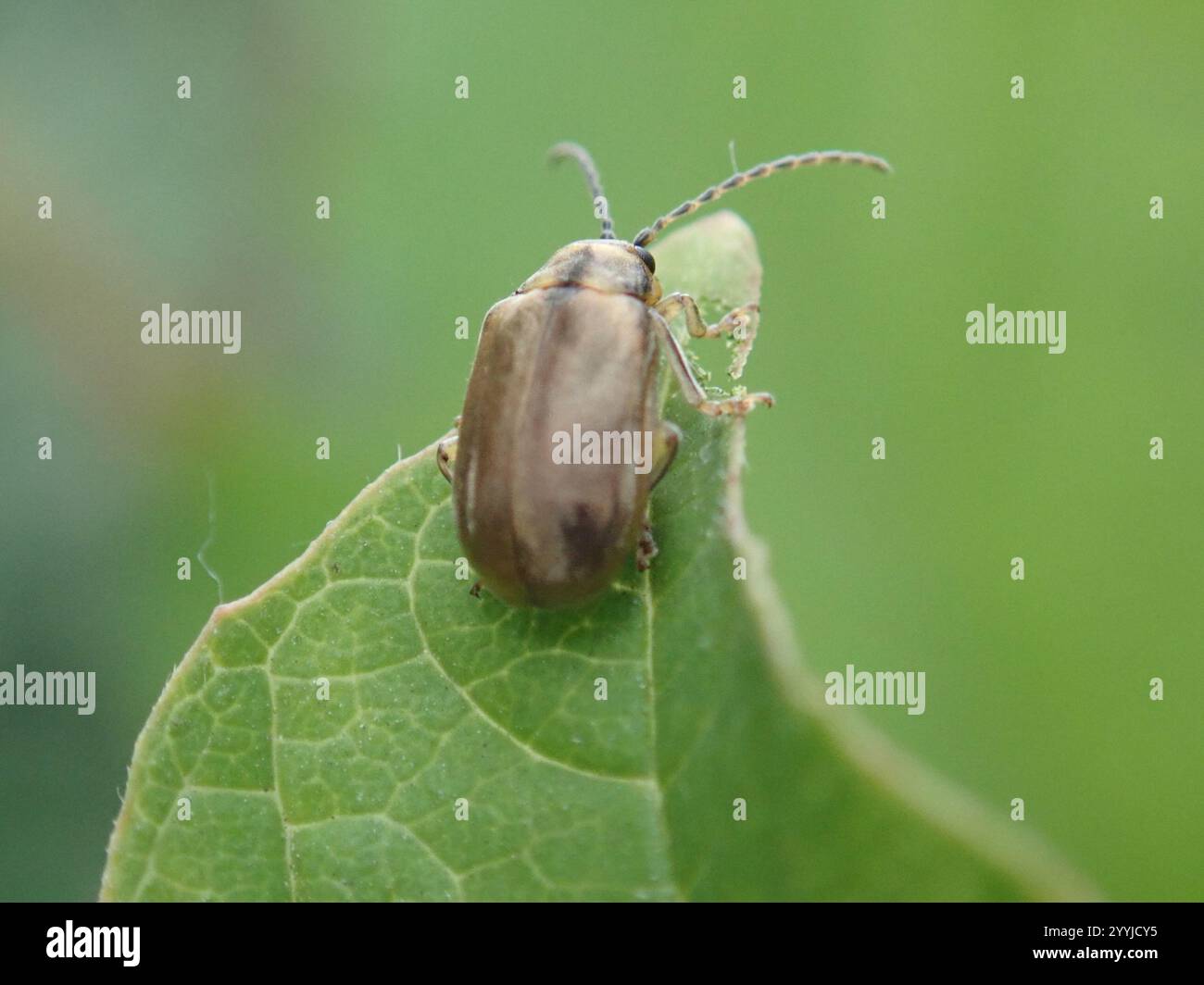 Viburnum Leaf Beetle (Pyrrhalta viburni Stock Photo - Alamy