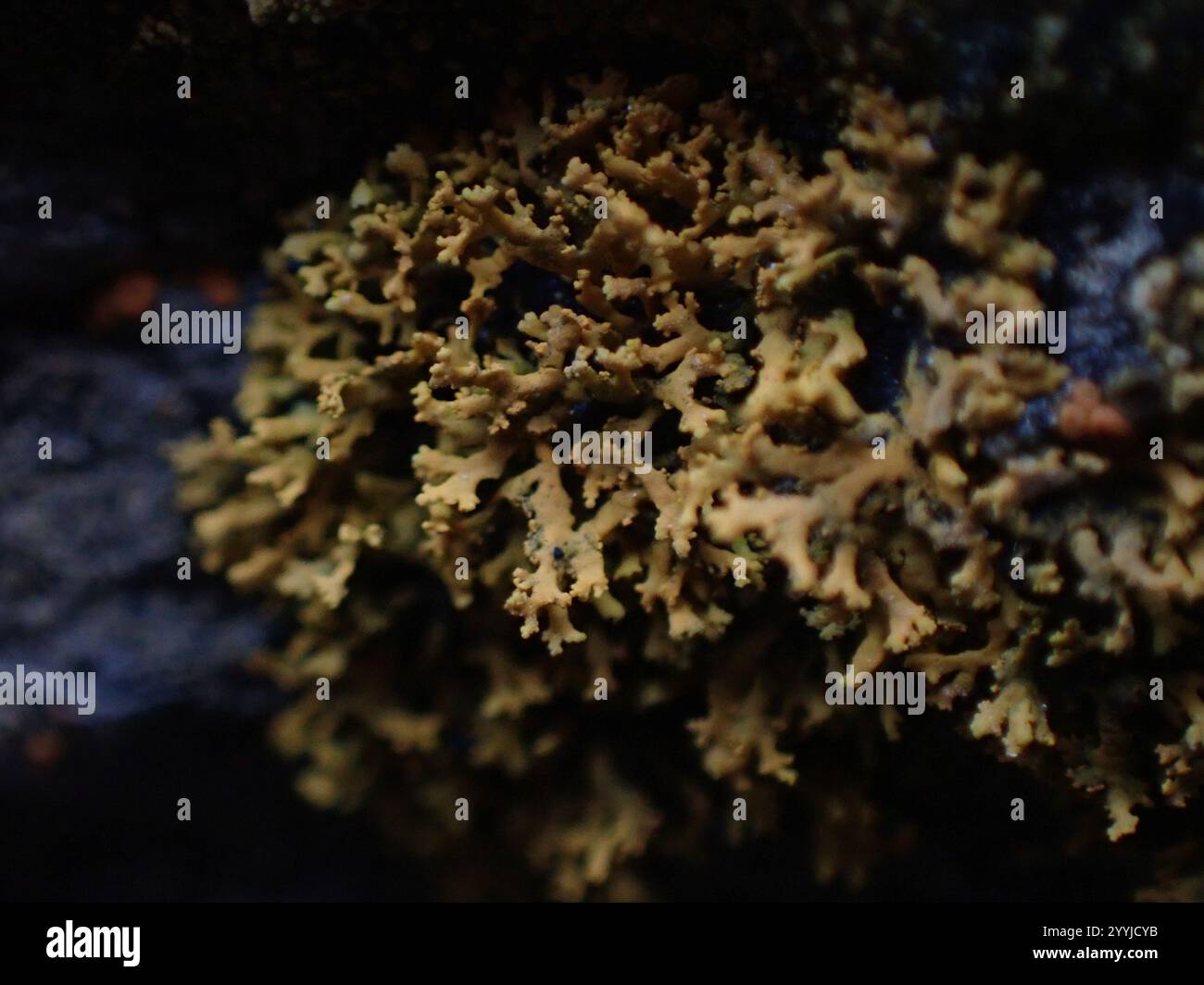 Shrubby Sunburst Lichen (Polycauliona candelaria Stock Photo - Alamy