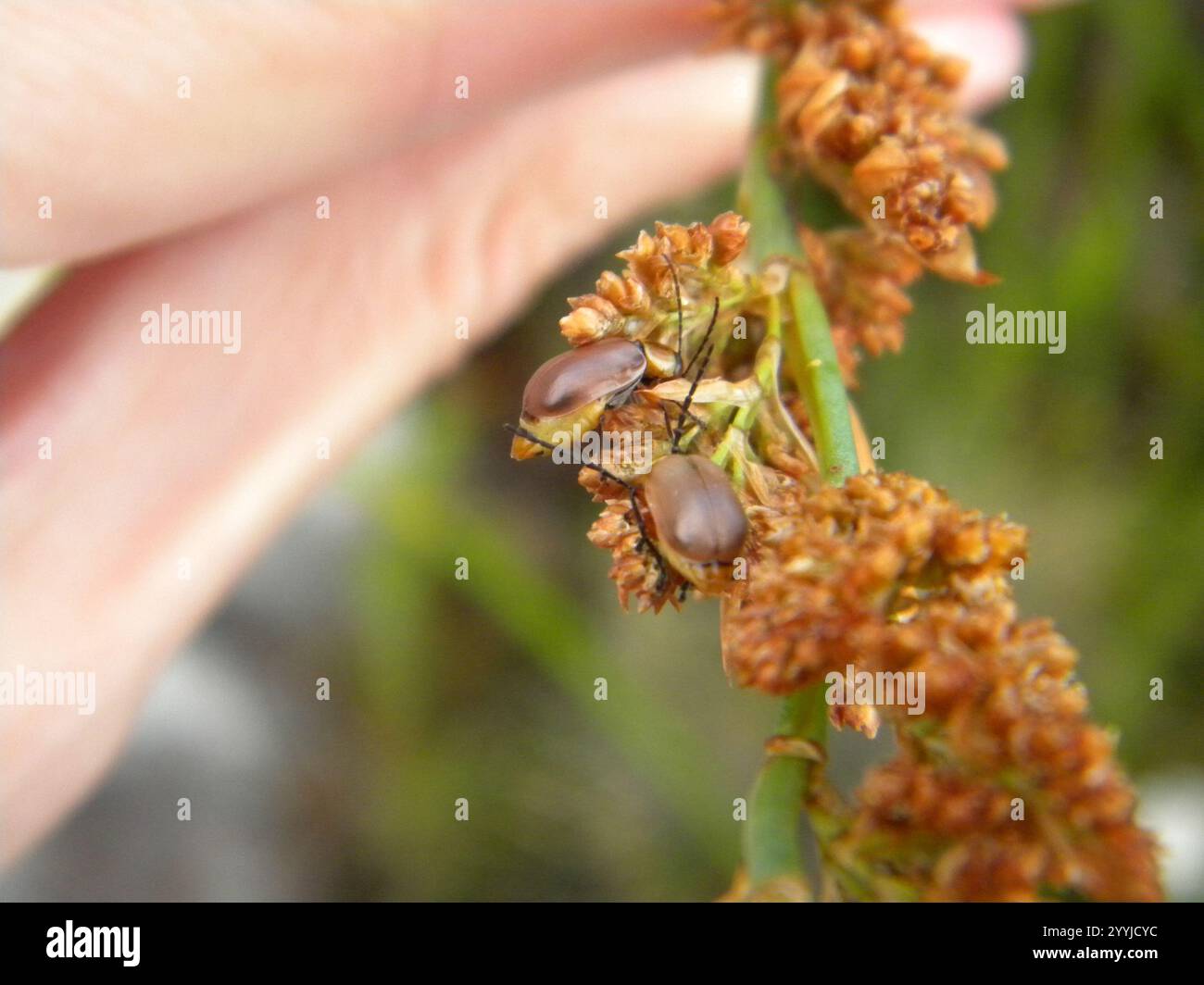 Swollen Restio Beetles (Pseudorupilia Stock Photo - Alamy