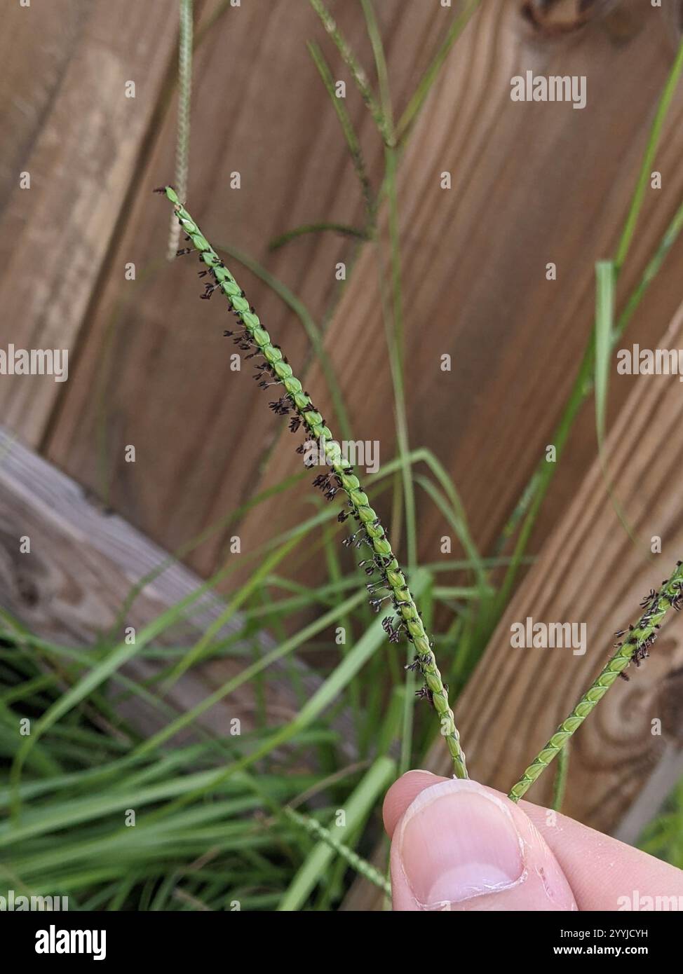 Paspalum notatum hi-res stock photography and images - Alamy