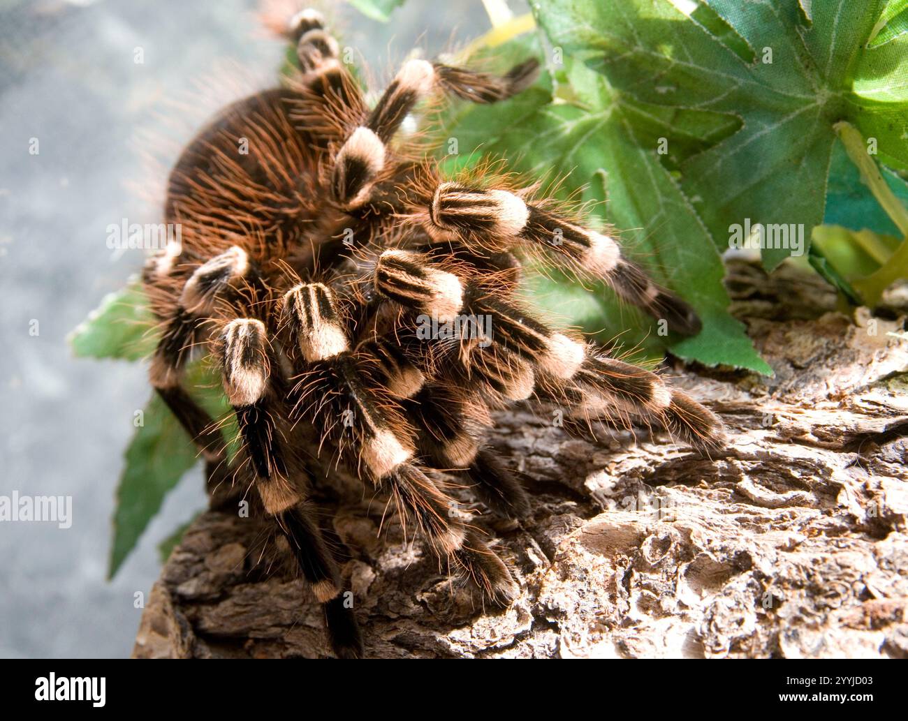 Giant tarantula spider hi-res stock photography and images - Alamy