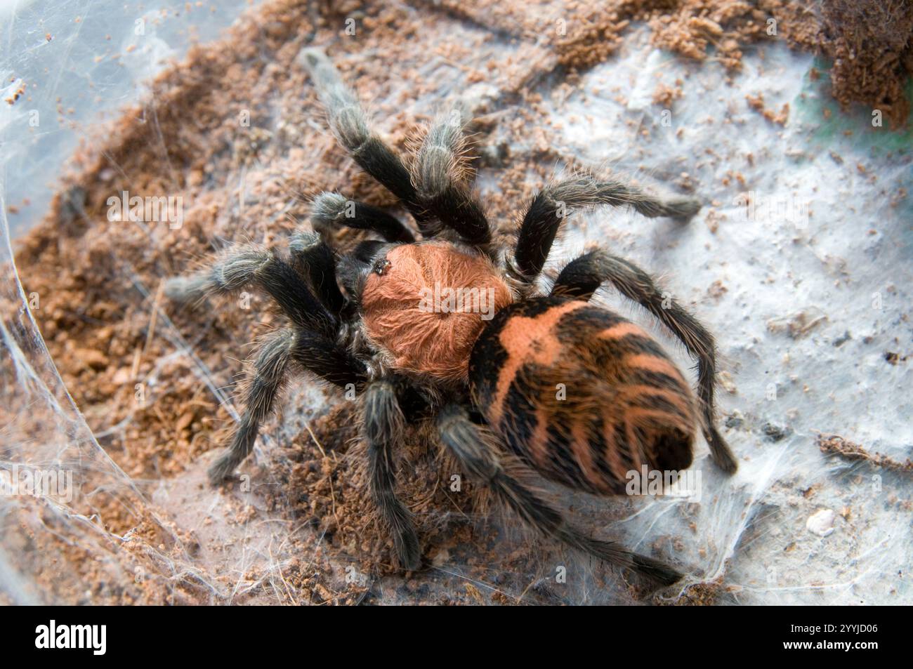 Tarantula on ground hi-res stock photography and images - Alamy