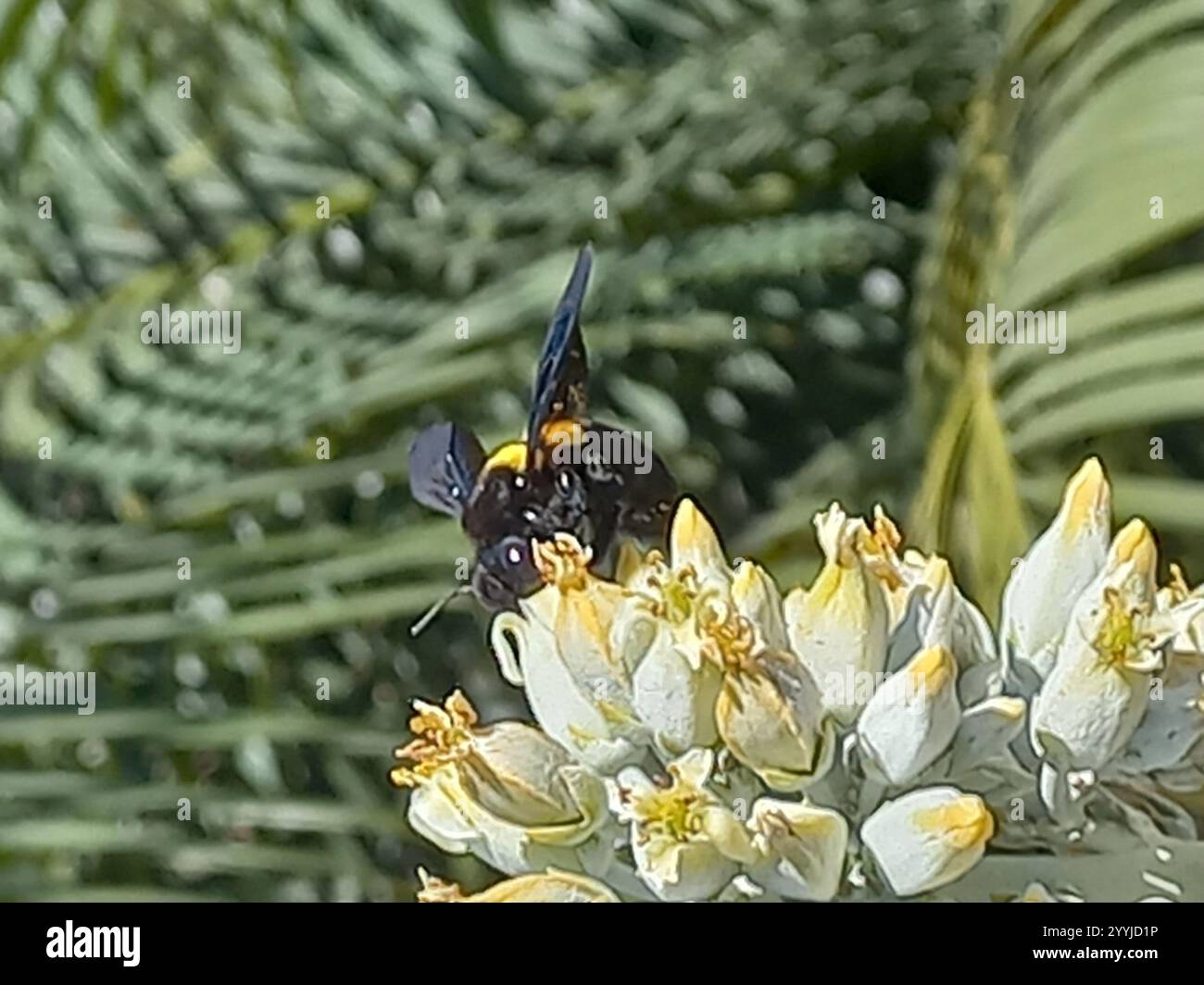 Double-banded Carpenter Bee (Xylocopa caffra Stock Photo - Alamy