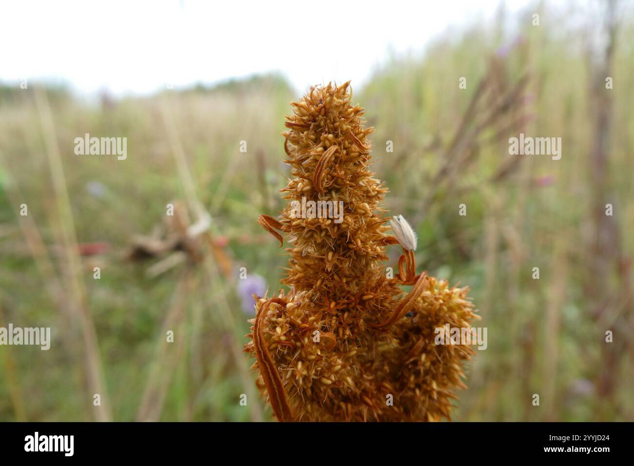Golden Dock (Rumex maritimus Stock Photo - Alamy