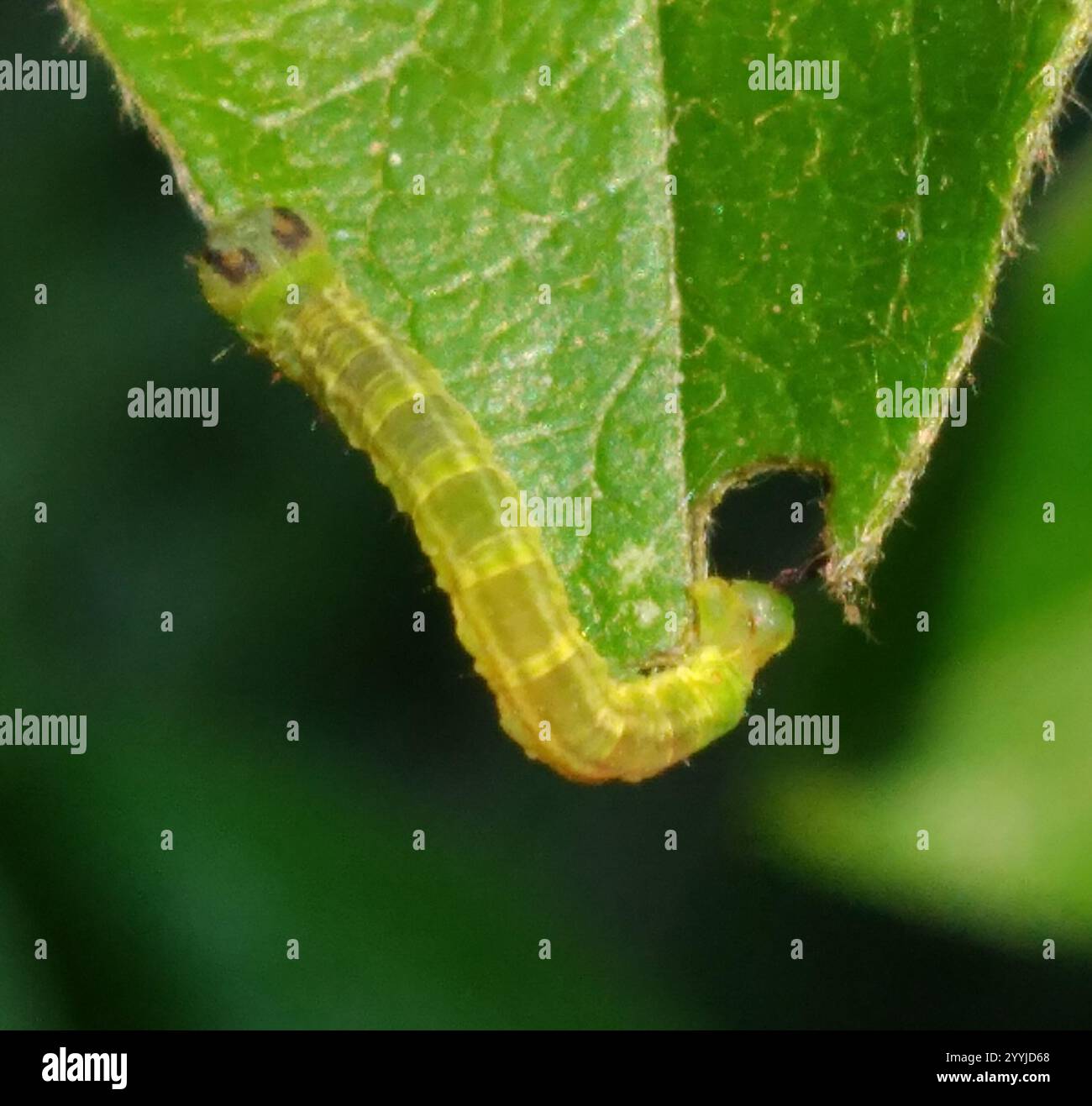 Geometer Moths (Geometridae Stock Photo - Alamy