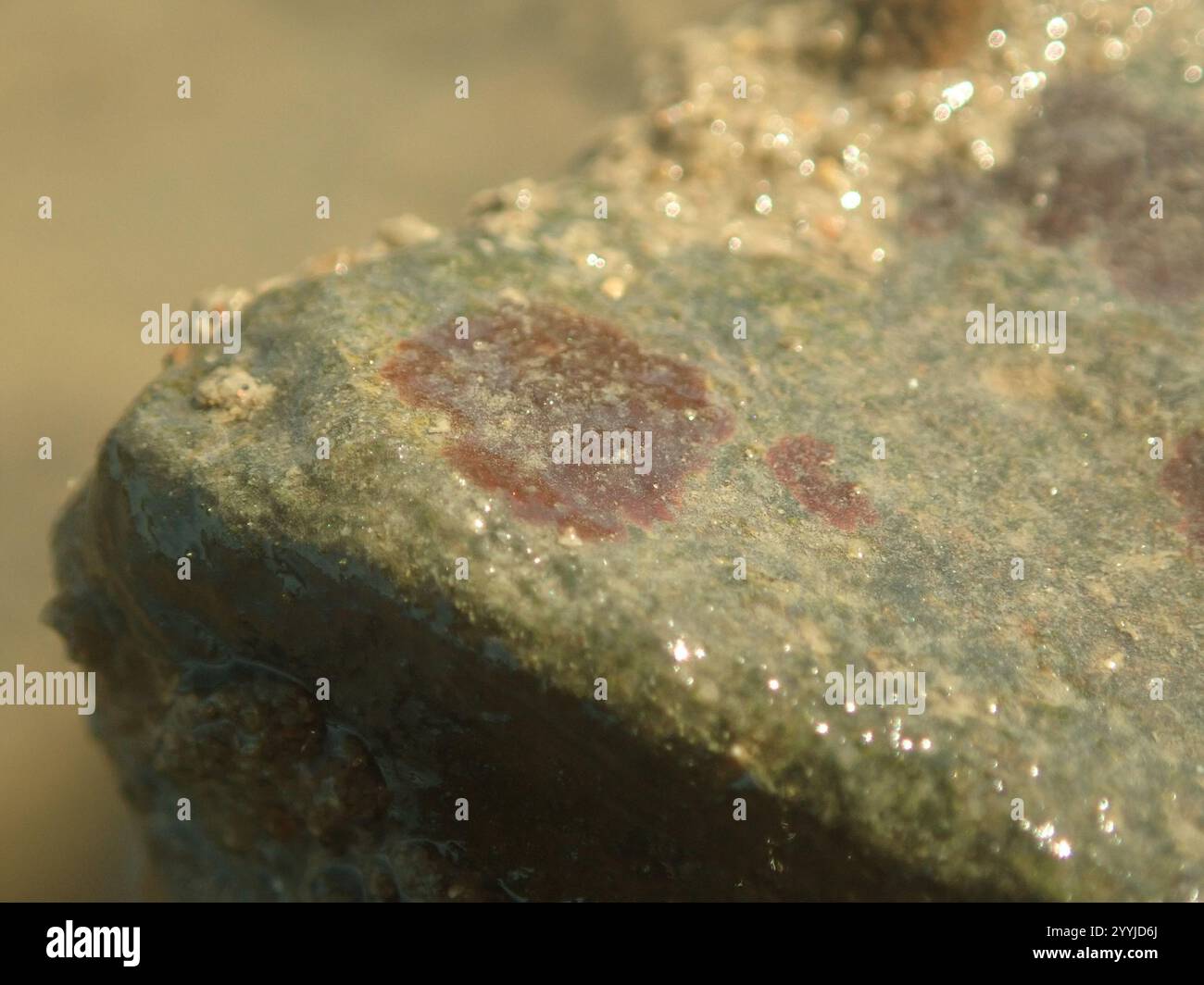 encrusting red algae (Hildenbrandia Stock Photo - Alamy