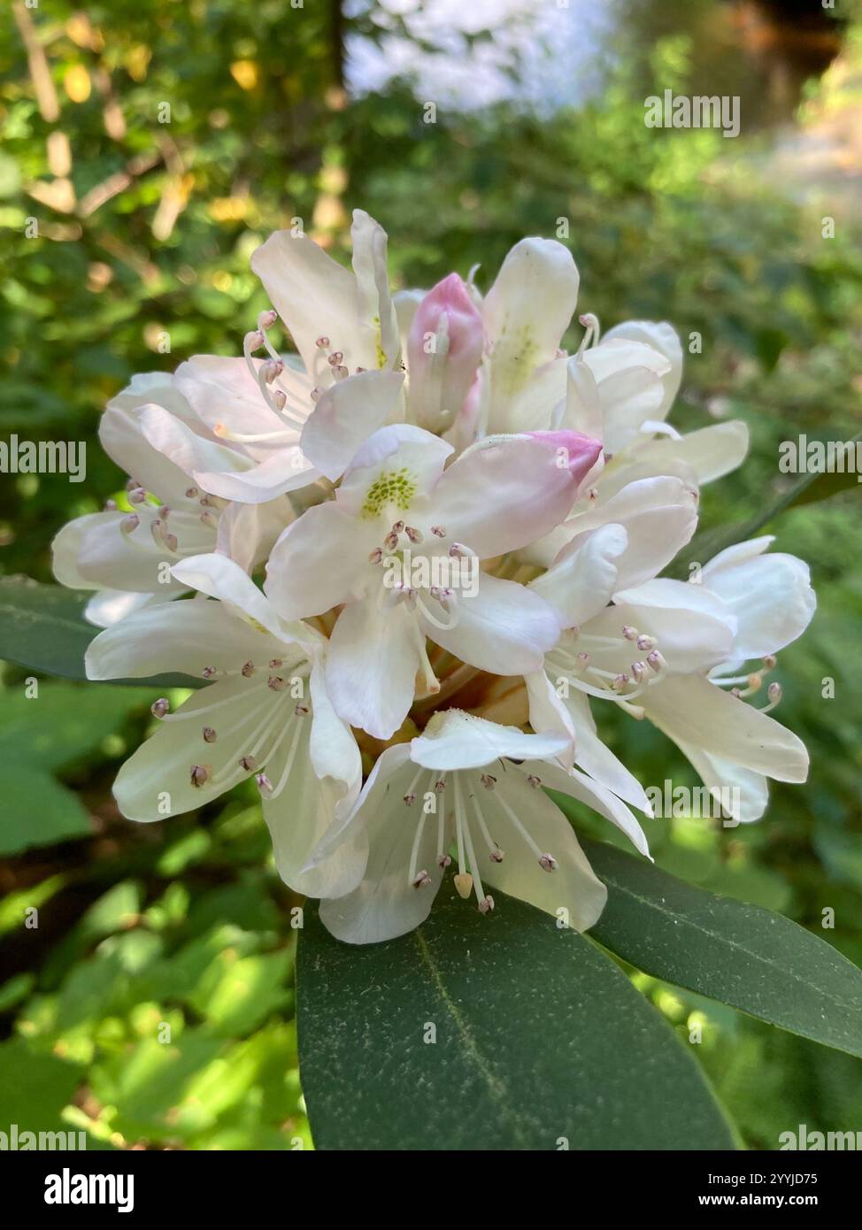 great rhododendron (Rhododendron maximum Stock Photo - Alamy