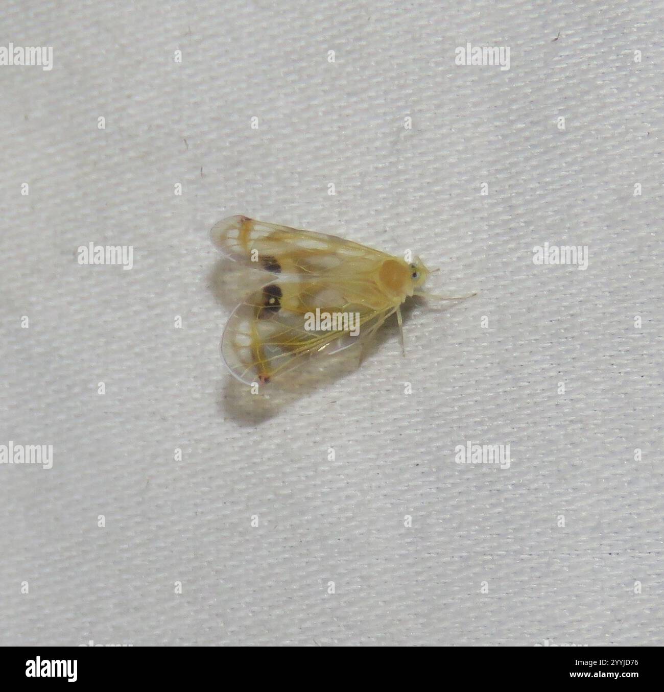 True Bugs, Hoppers, Aphids, and allies (Hemiptera Stock Photo - Alamy