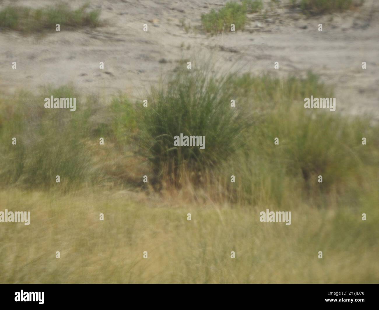 Leymus cinereus hi-res stock photography and images - Alamy