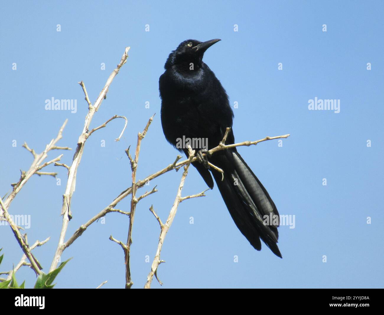 Great-tailed Grackle (Quiscalus mexicanus Stock Photo - Alamy