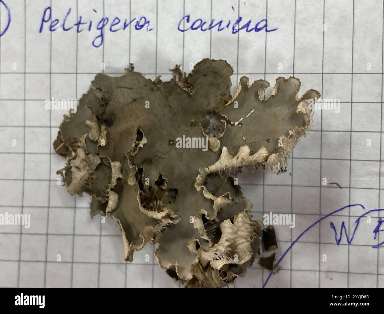 dog pelt lichen (Peltigera canina Stock Photo - Alamy