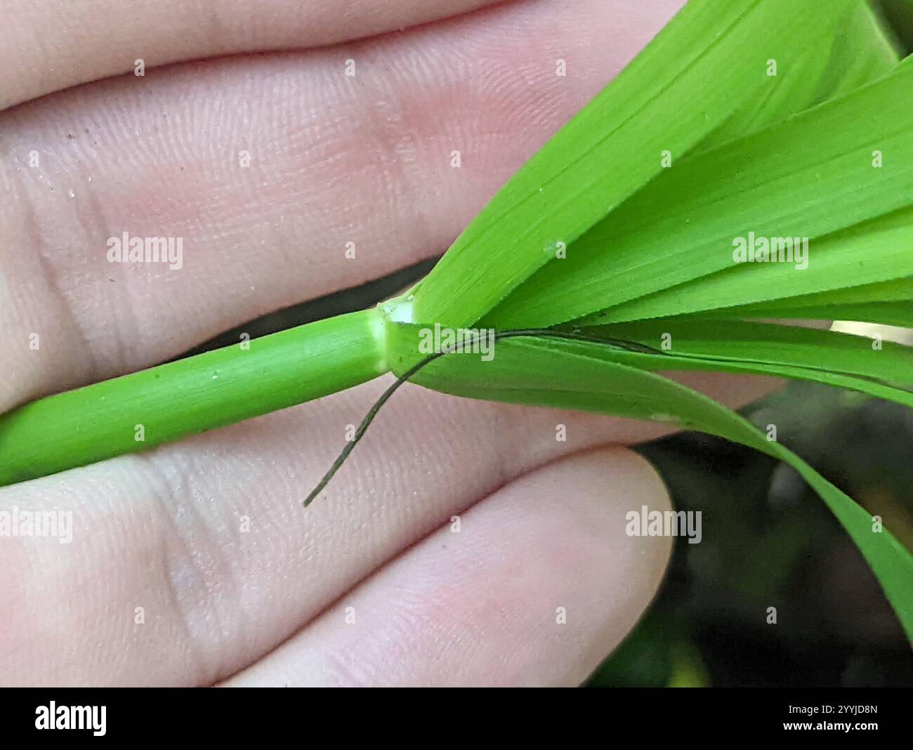 Umbrella papyrus (Cyperus alternifolius flabelliformis Stock Photo - Alamy