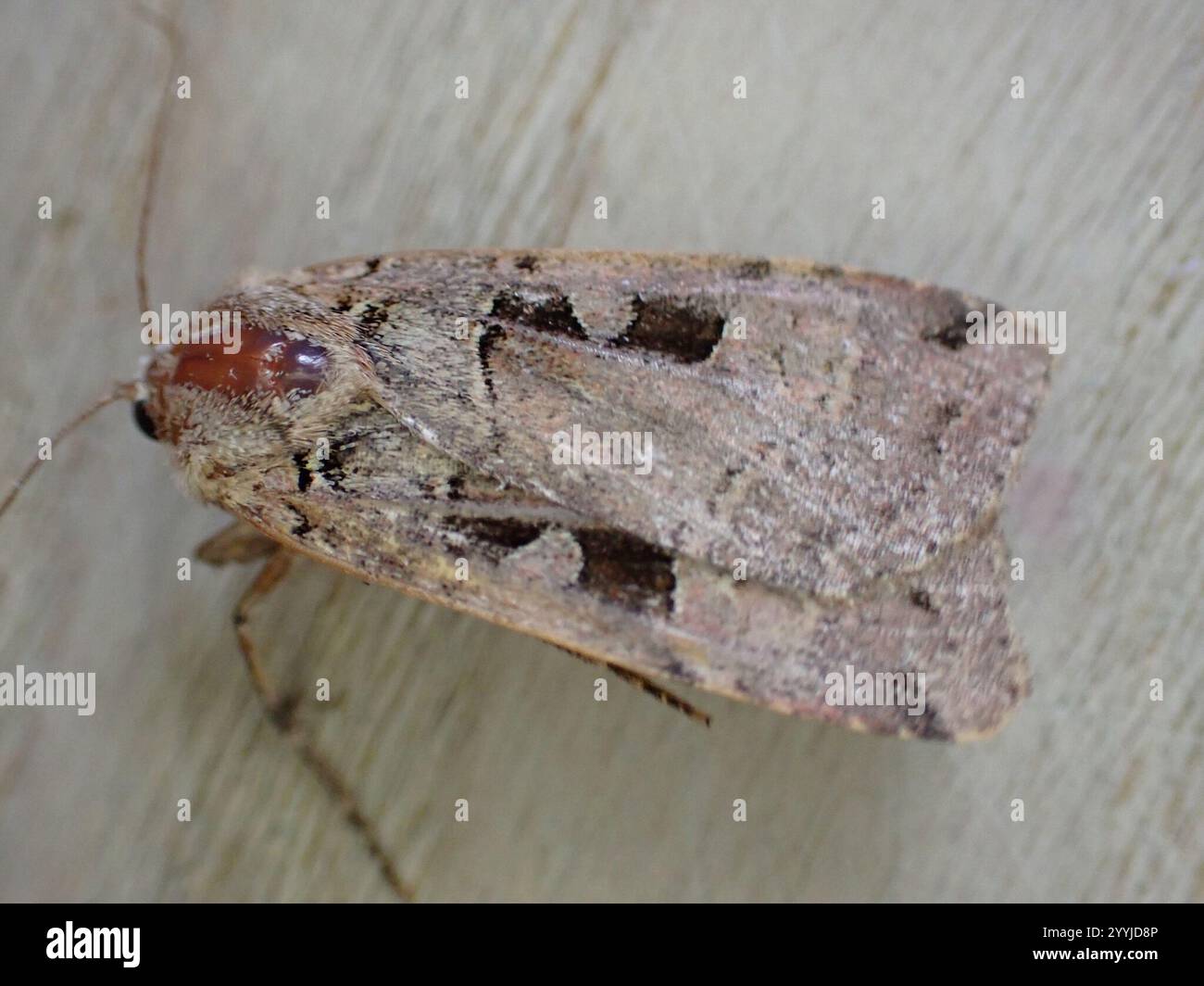 Double Square-spot (Xestia triangulum Stock Photo - Alamy