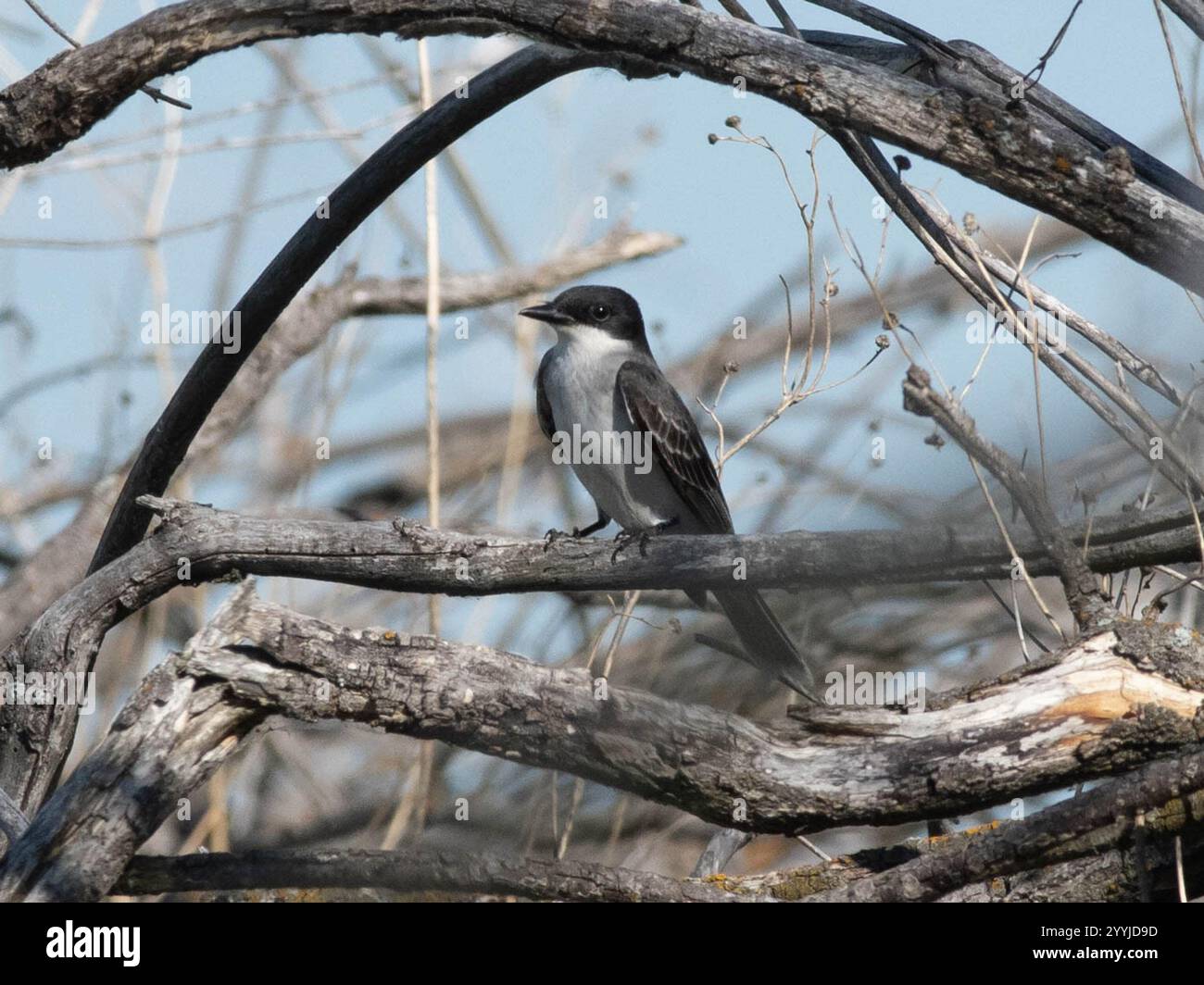 Eastern Kingbird (Tyrannus tyrannus Stock Photo - Alamy