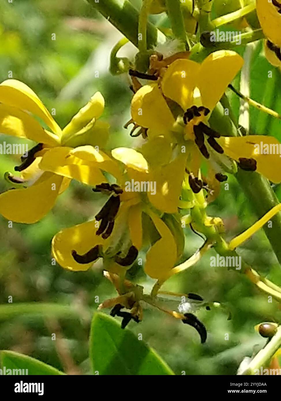 American senna (Senna hebecarpa Stock Photo - Alamy