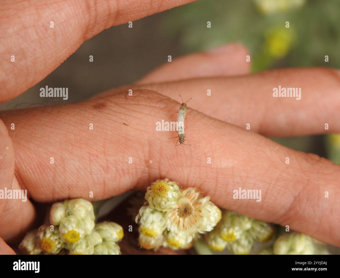False chinch bugs (Nysius Stock Photo - Alamy