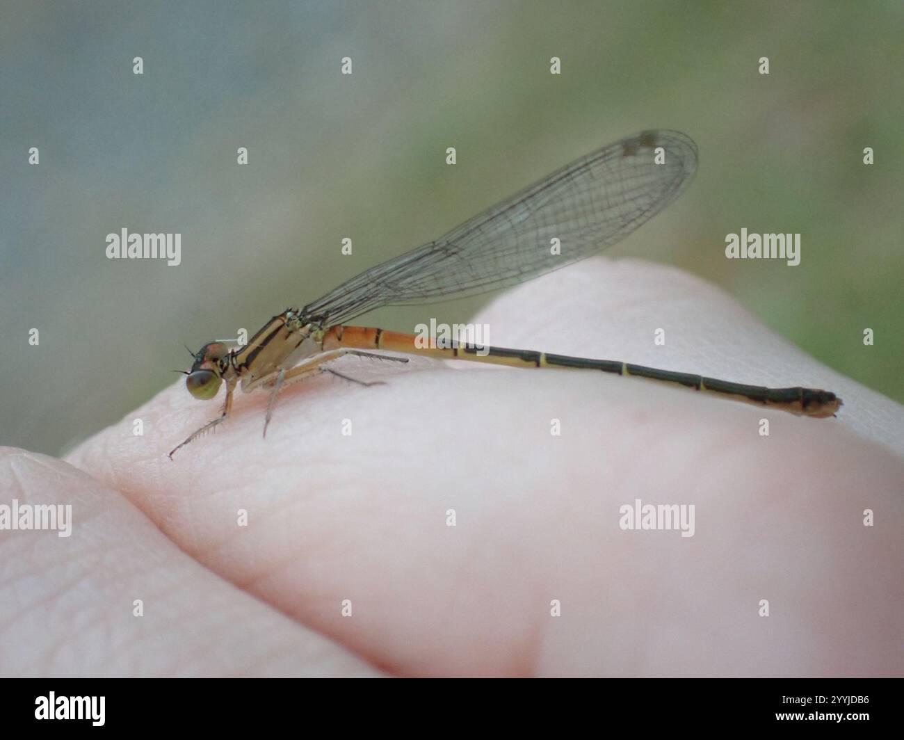 Perparva hi-res stock photography and images - Alamy